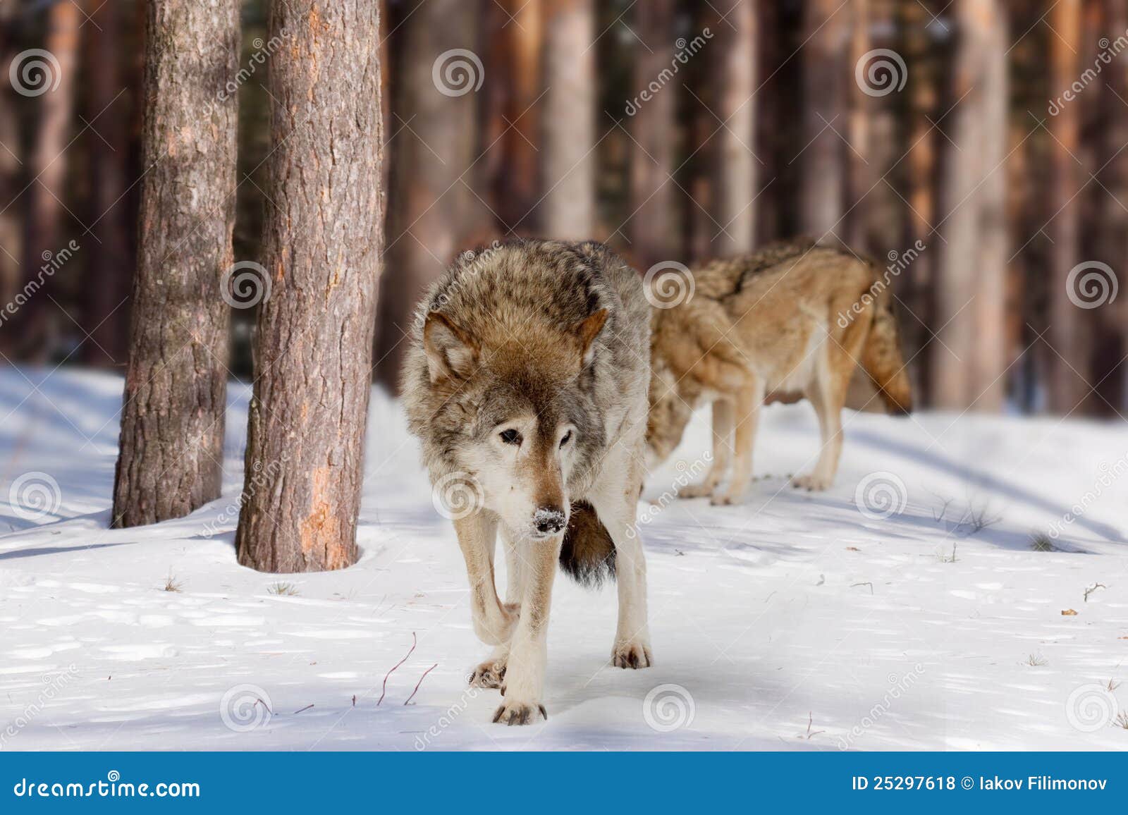 Wolves in winter forest stock photo. Image of wildwood - 25297618