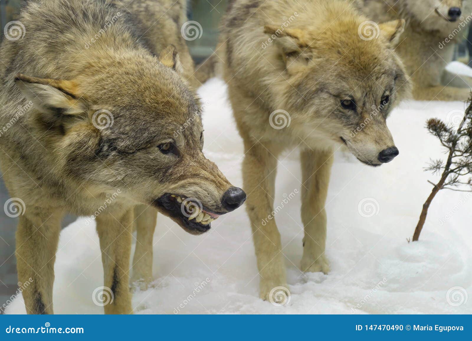 Angry Wolves Winter Forest Stock Images - Download 21 Royalty Free Photos
