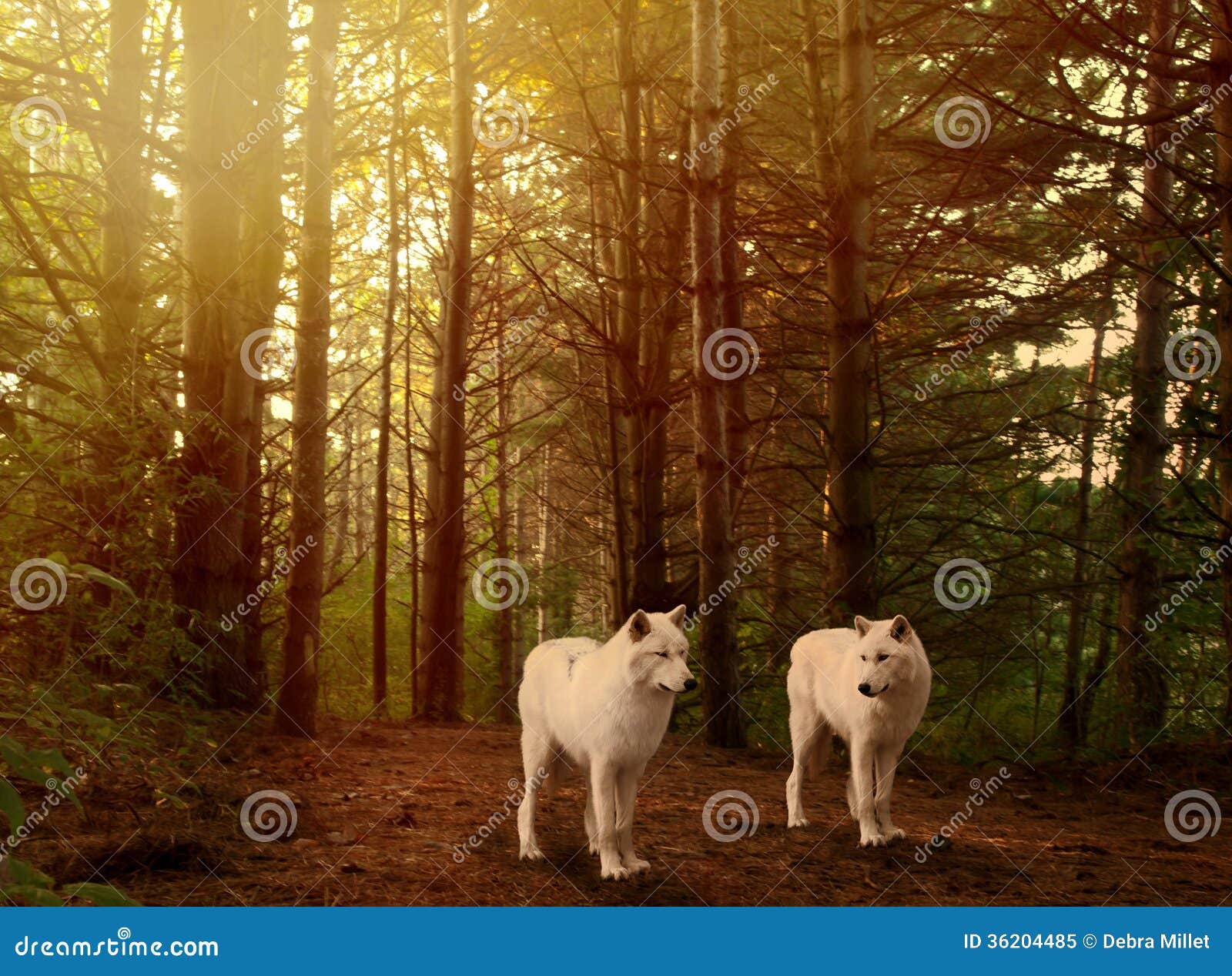 Wolves in woods stock image. Image of mammals, fall, grey - 36204485