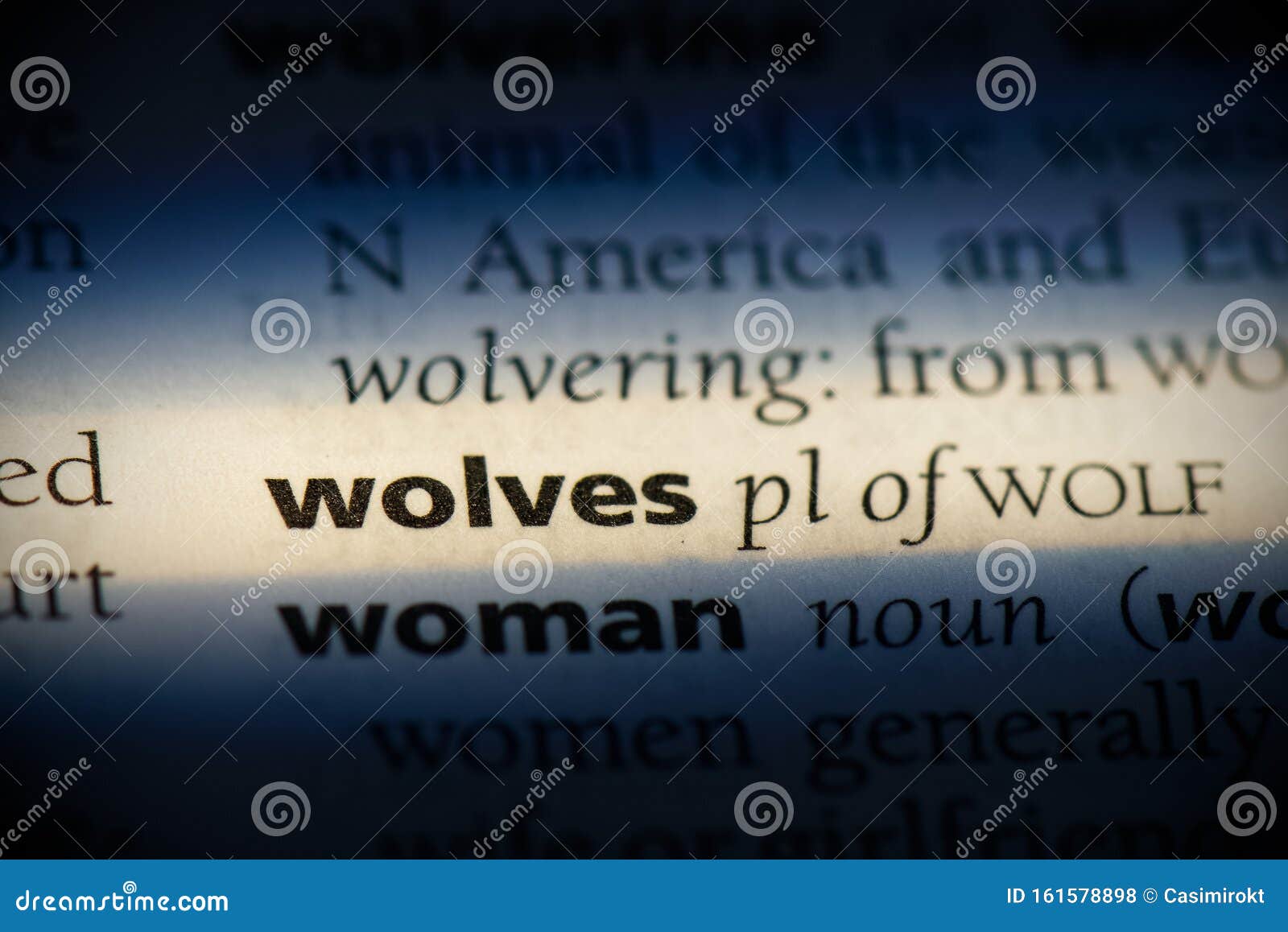 Wolves stock photo. Image of detail, text, highlight - 161578898
