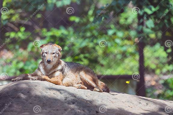 Wolves in the zoo stock image. Image of timber, face - 224227031