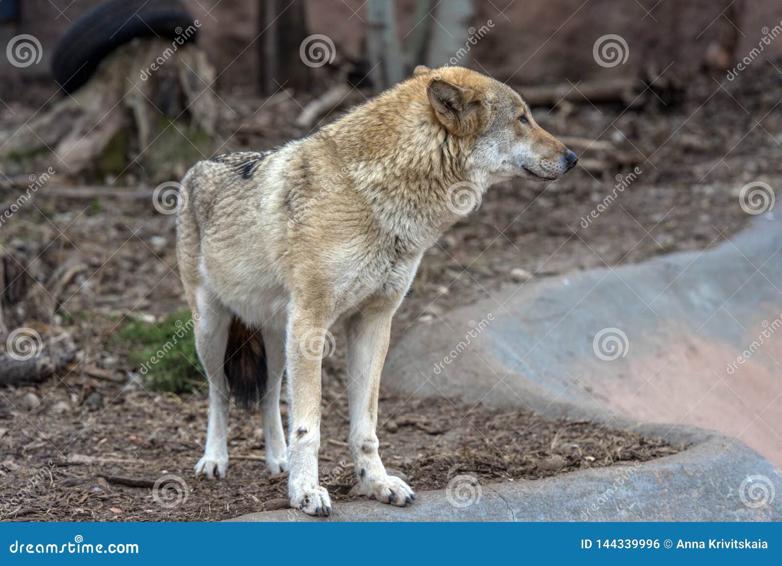 Wolves in the zoo stock photo. Image of aggression, europe - 144339996