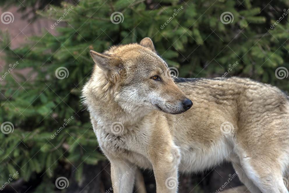 Wolves in the zoo stock image. Image of cold, canine - 144340505
