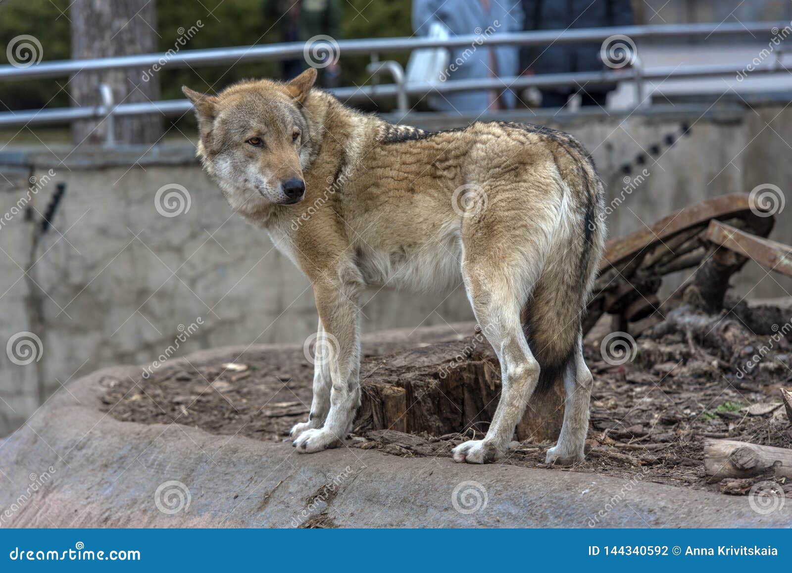 Wolves in the zoo stock photo. Image of cute, endangered - 144340592