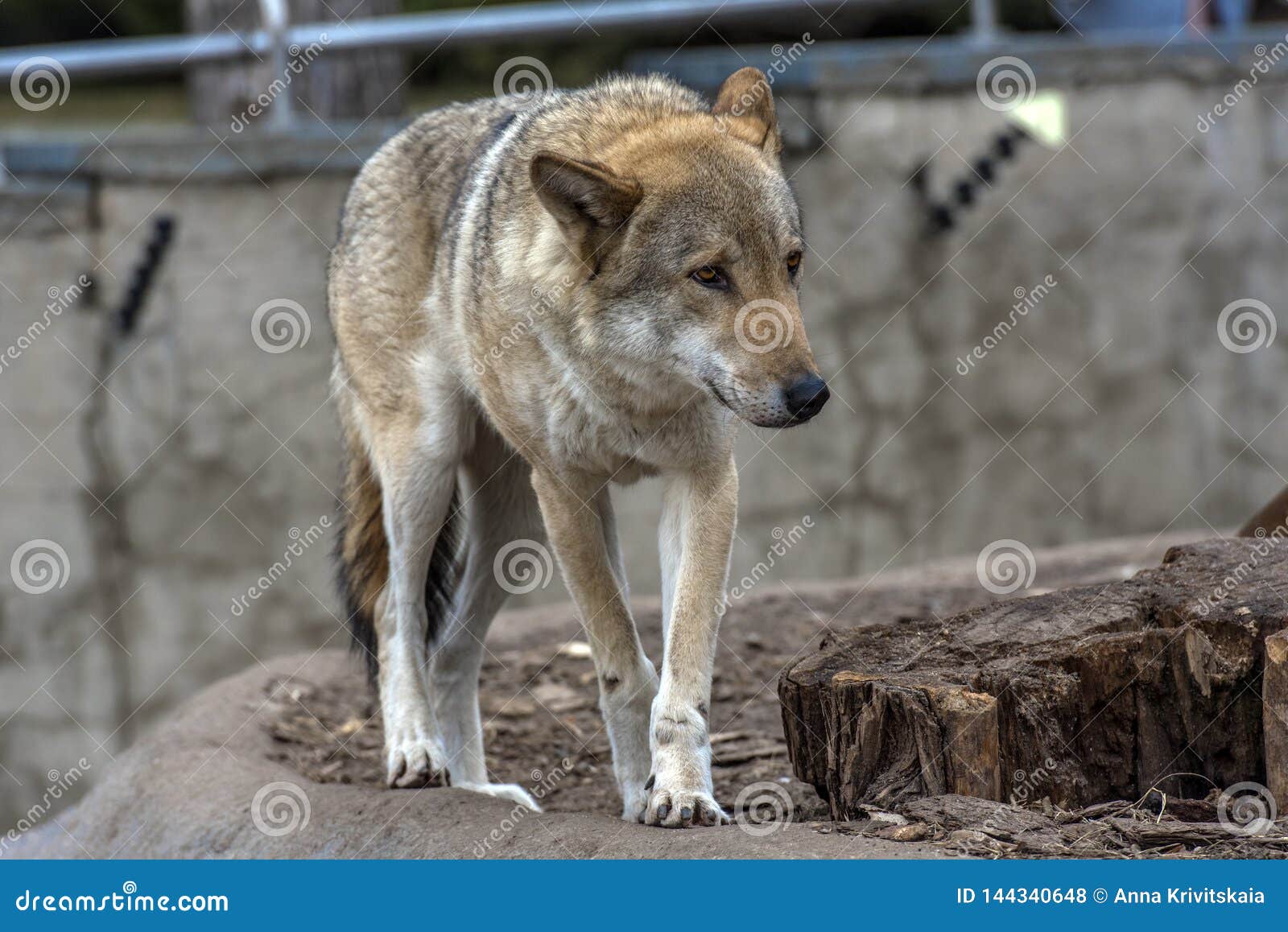 Wolves in the zoo stock photo. Image of europe, endangered - 144340648