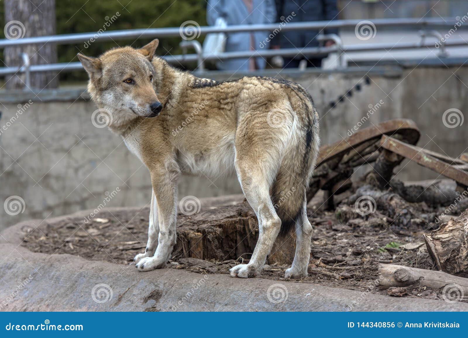 Wolves in the zoo stock photo. Image of eurasian, cold - 144340856