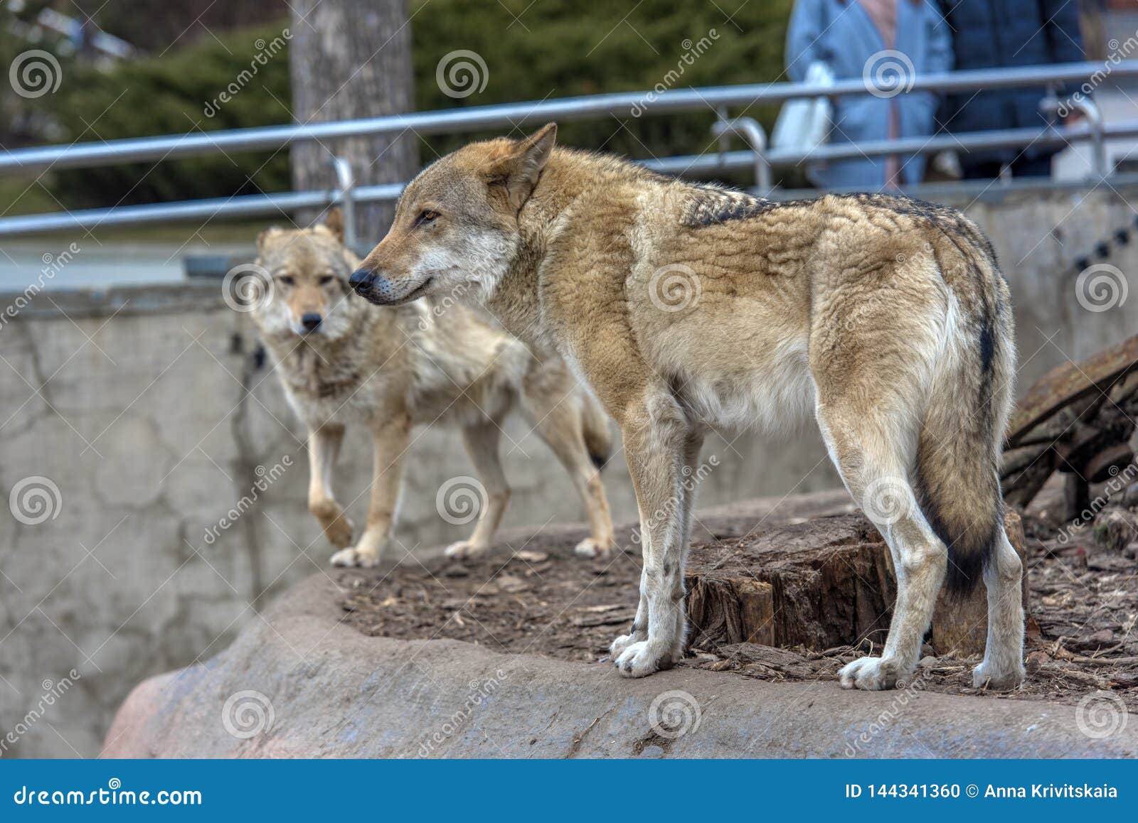 Wolves in the zoo stock photo. Image of endangered, nature - 144341360