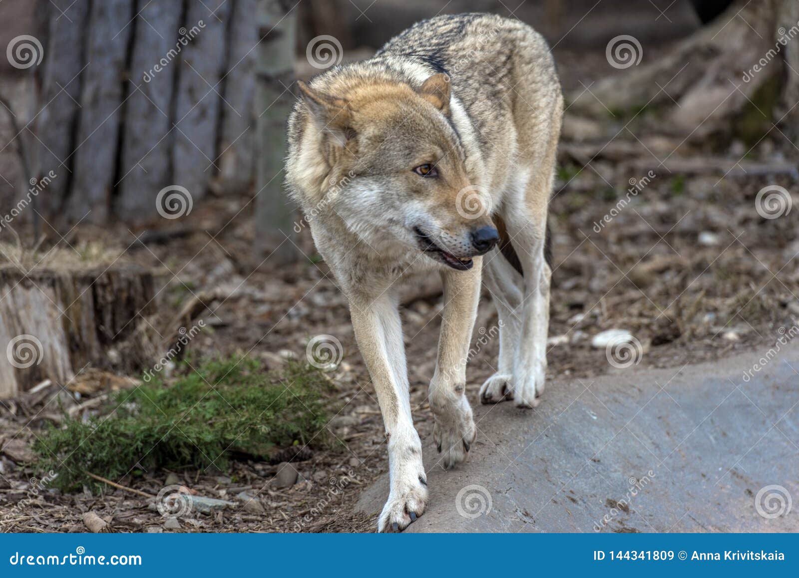 Wolves in the zoo stock image. Image of animal, beautiful - 144341809