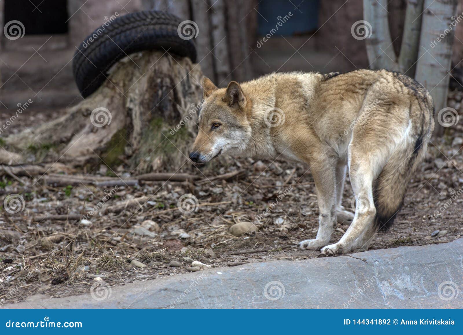 Wolves in the zoo stock photo. Image of canine, lupus - 144341892