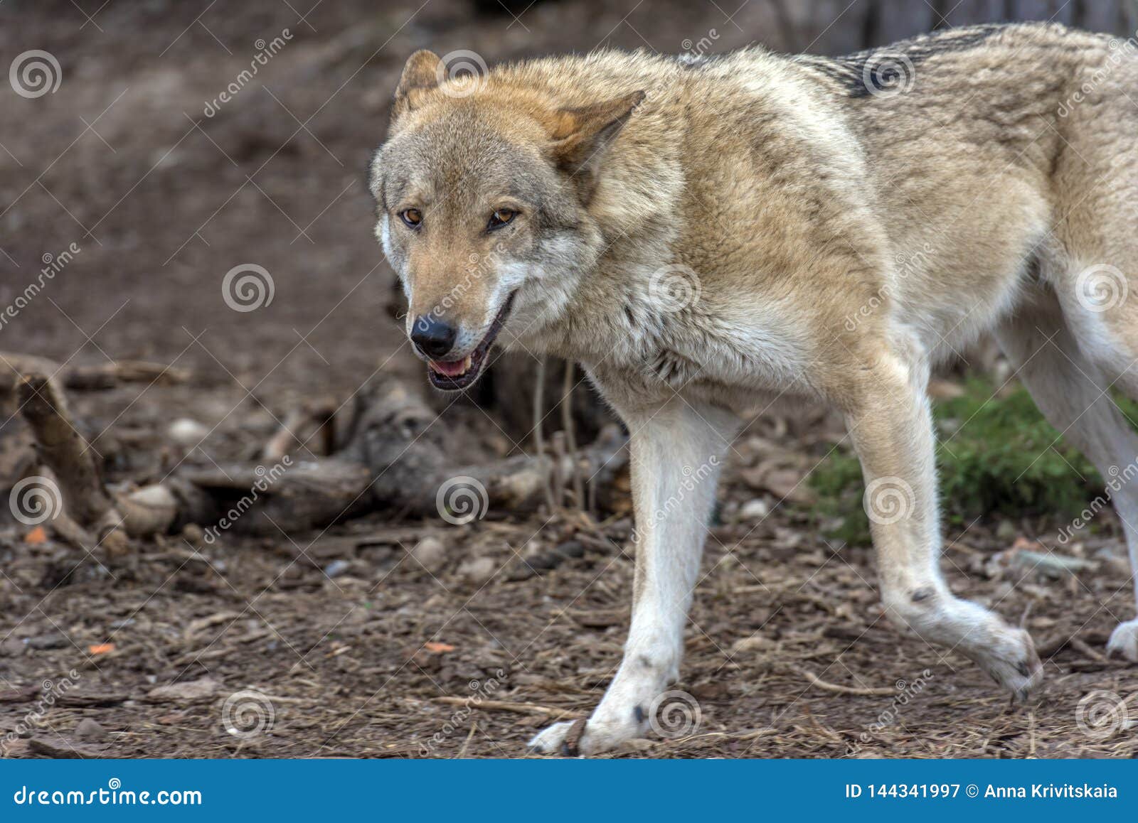 Wolves in the zoo stock image. Image of horizontal, eurasian - 144341997