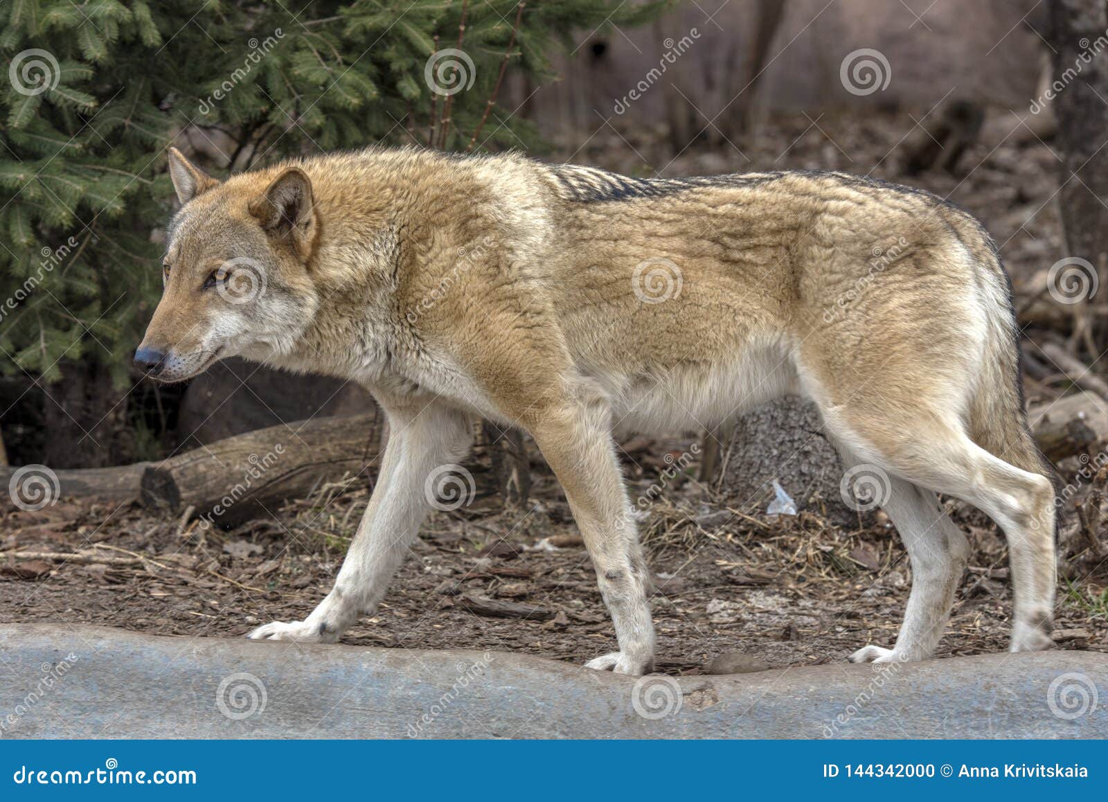 Wolves in the zoo stock photo. Image of cute, carnivore - 144342000