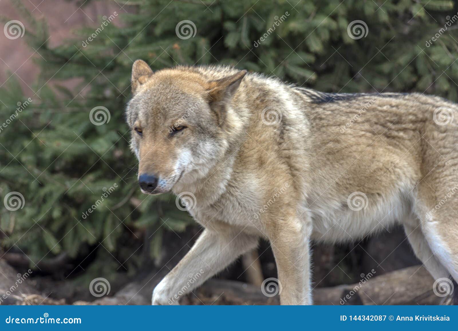 Wolves in the zoo stock image. Image of animal, aggression - 144342087