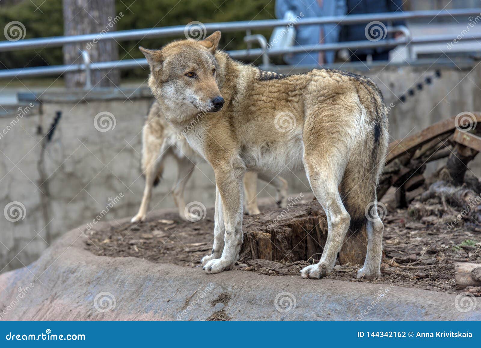 Wolves in the zoo stock photo. Image of canine, forest - 144342162