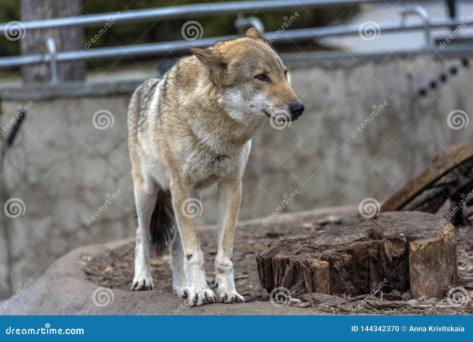 Wolves in the zoo stock photo. Image of animal, forest - 144342370