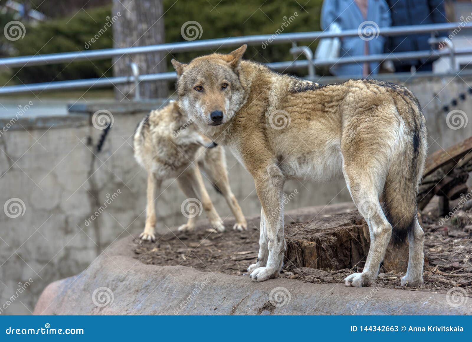 Wolves in the zoo stock image. Image of endangered, eurasian - 144342663