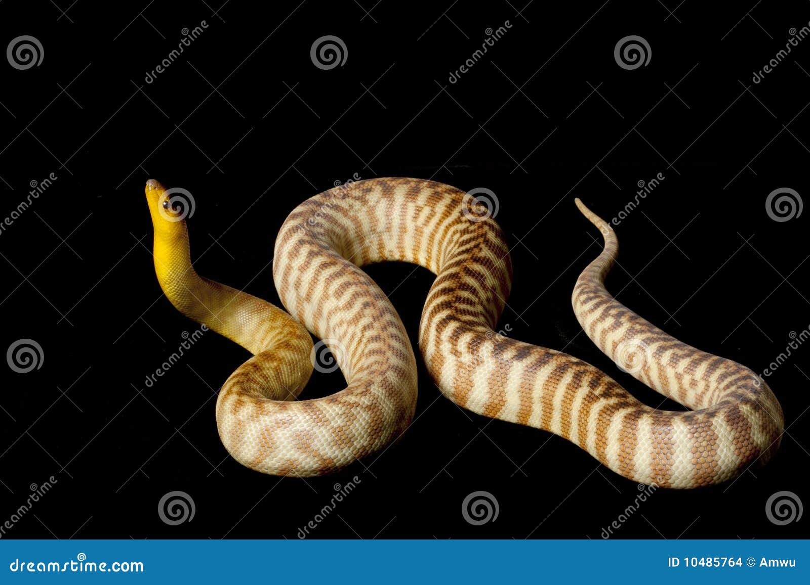 Woma python stock photo. Image of reptile, nature, background - 10485764