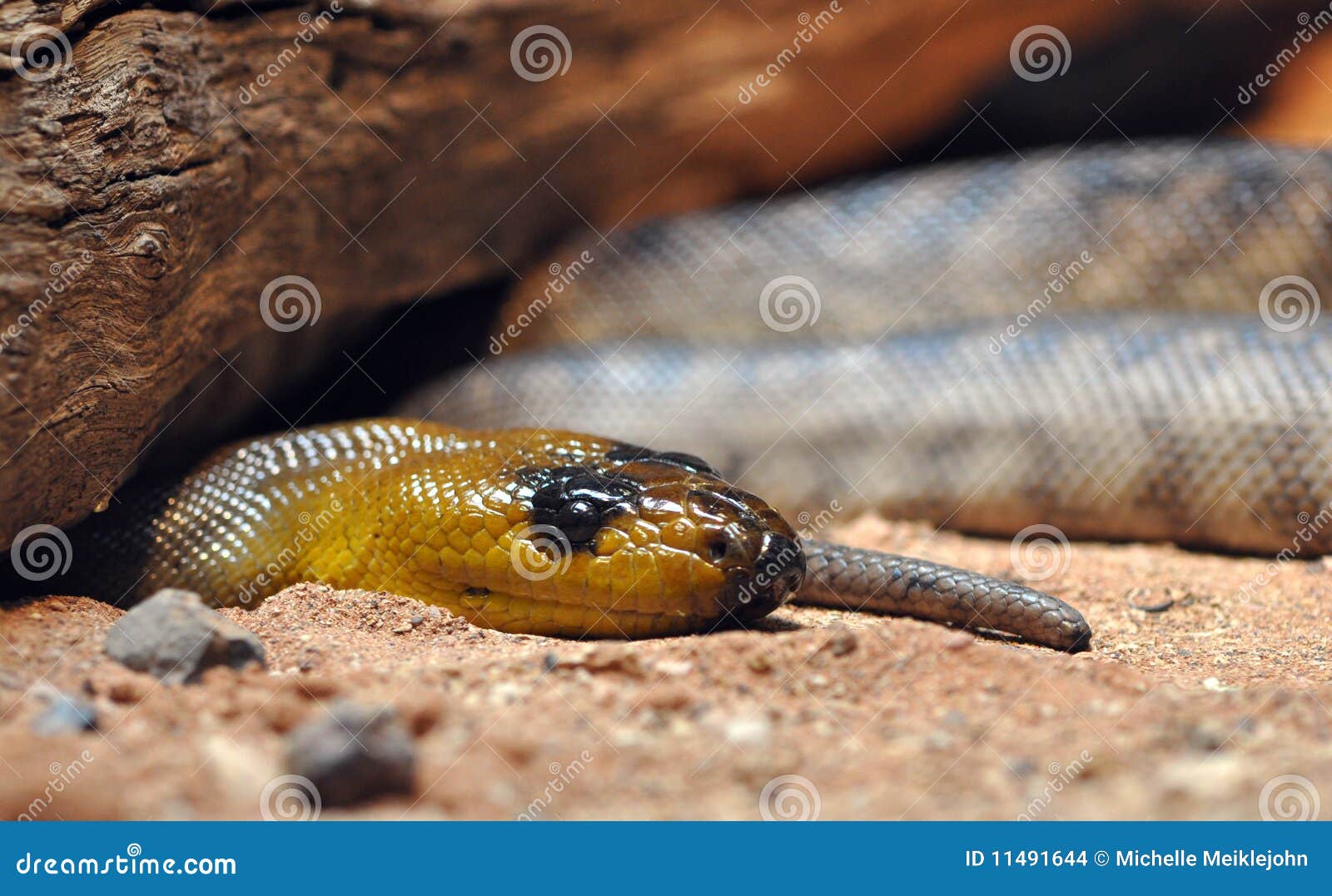 Woma Python stock photo. Image of serpent, black, snake - 11491644