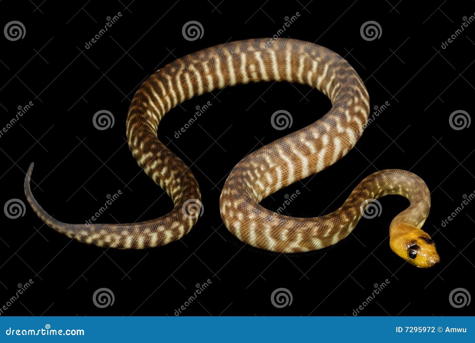 Woma Python (Aspidites Ramsayi) Stock Photo - Image of sinister ...