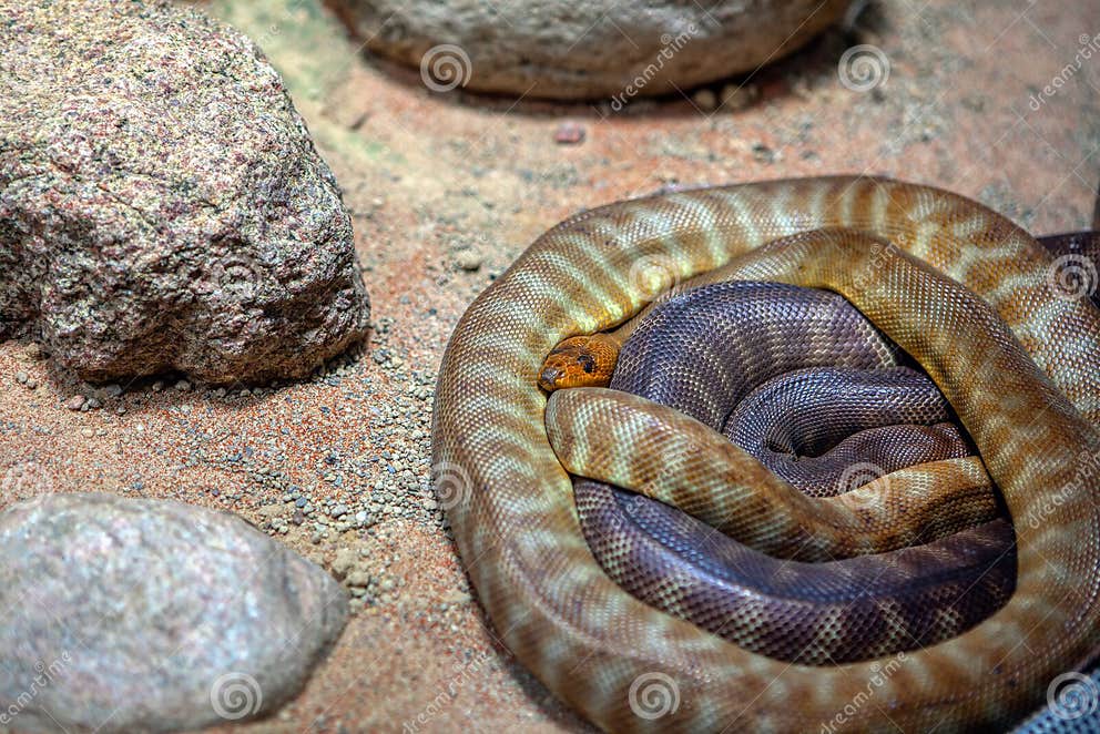 Woma python stock image. Image of endemic, ground, hibernation - 179990805