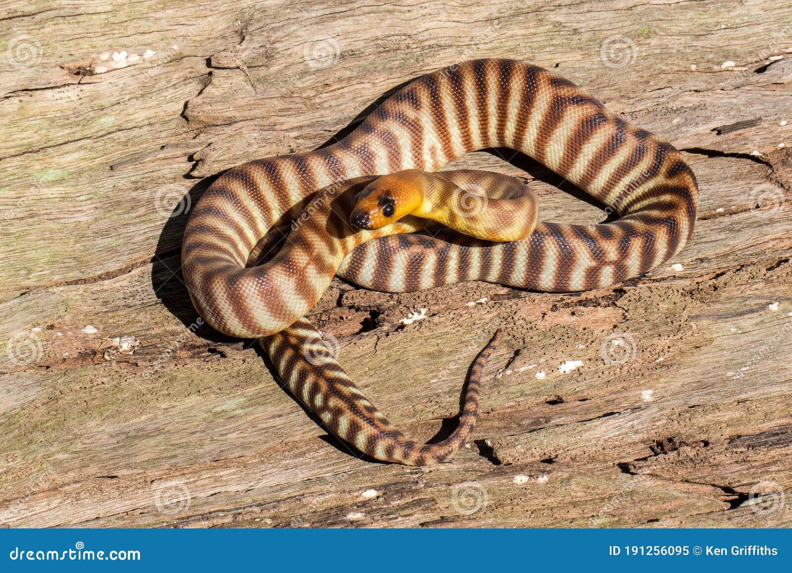 Woma python imagen de archivo. Imagen de pista, australia - 191256095