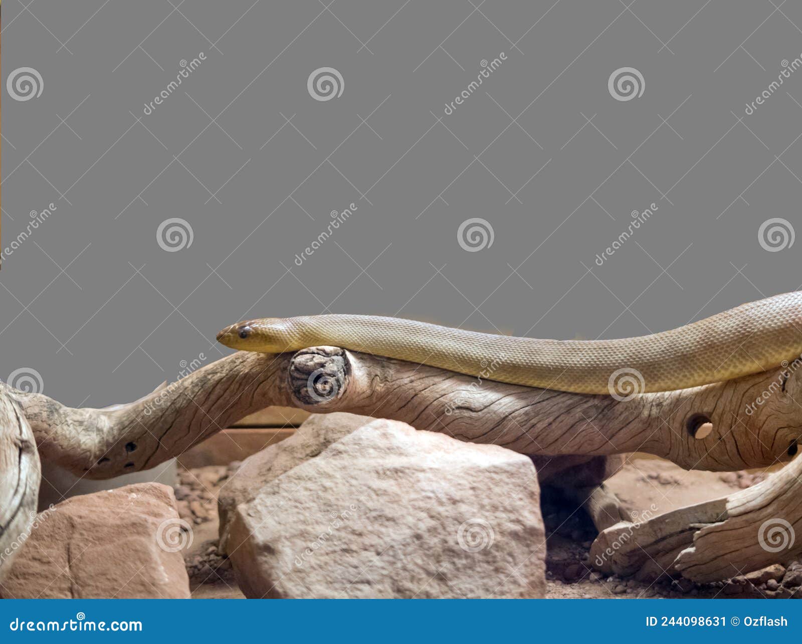 The Woma Pyton Kells it Prey by Strangling Them Stock Image - Image of ...