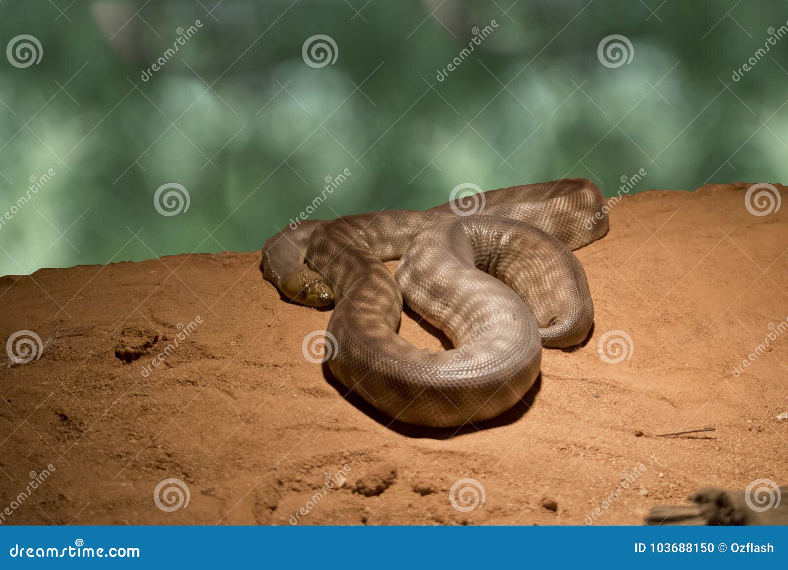 Brown woma snake stock photo. Image of australia, woma - 103688150