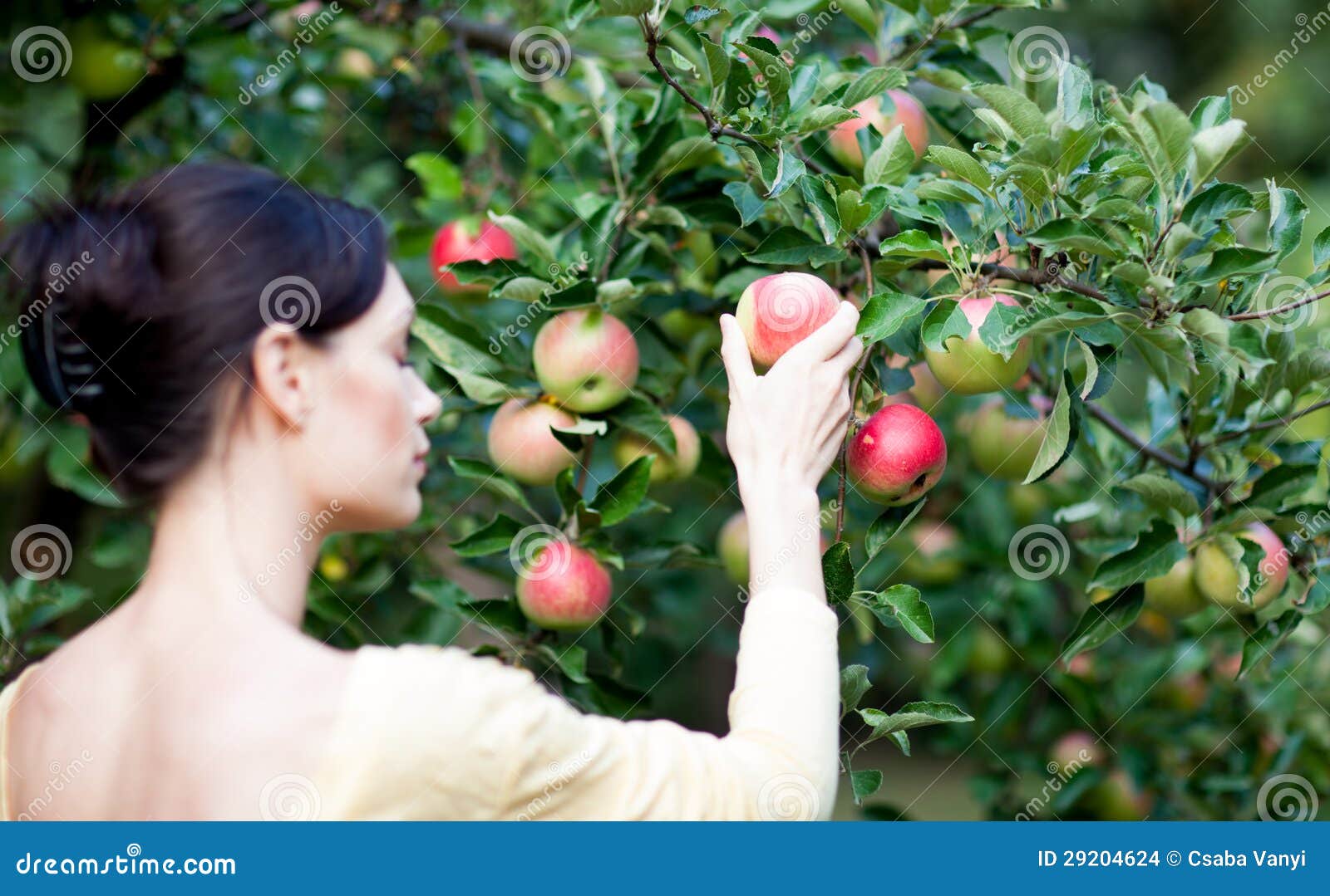 Woman with apple tree stock photo. Image of garden, attractive - 29204624