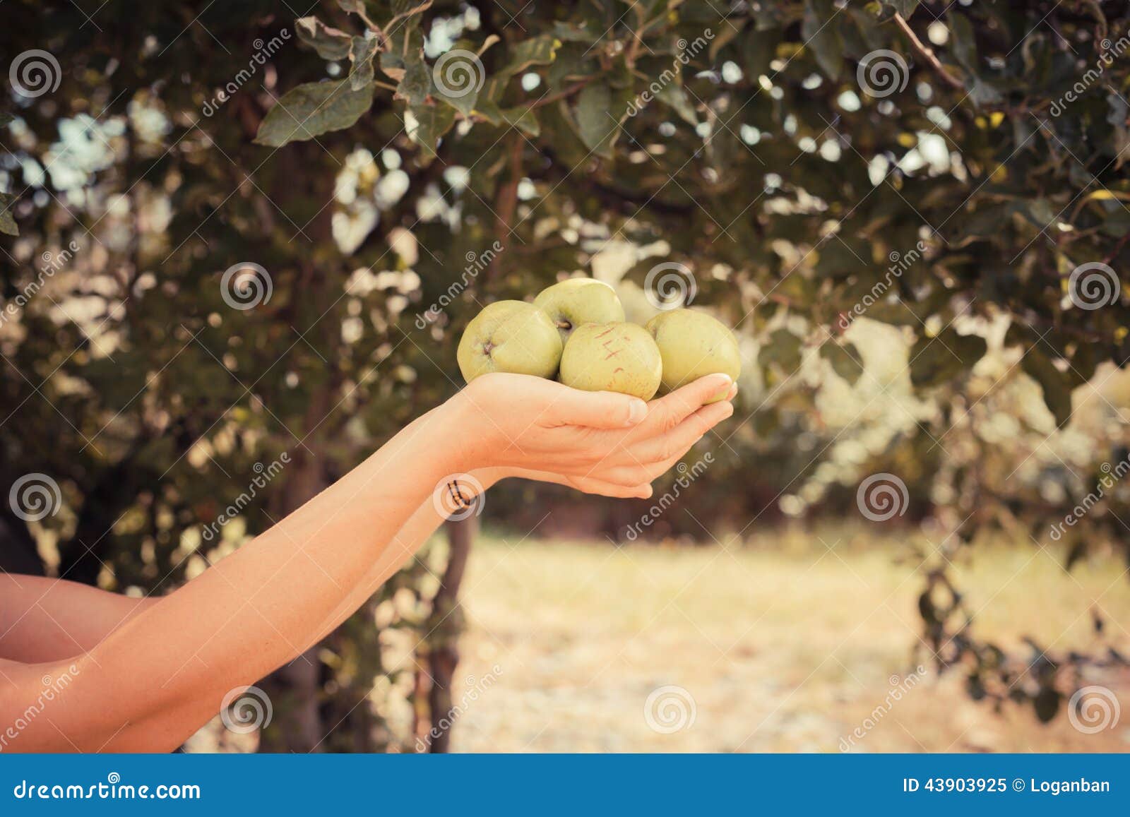 Woman with Apples Under Tree Stock Image - Image of beautiful, happy ...