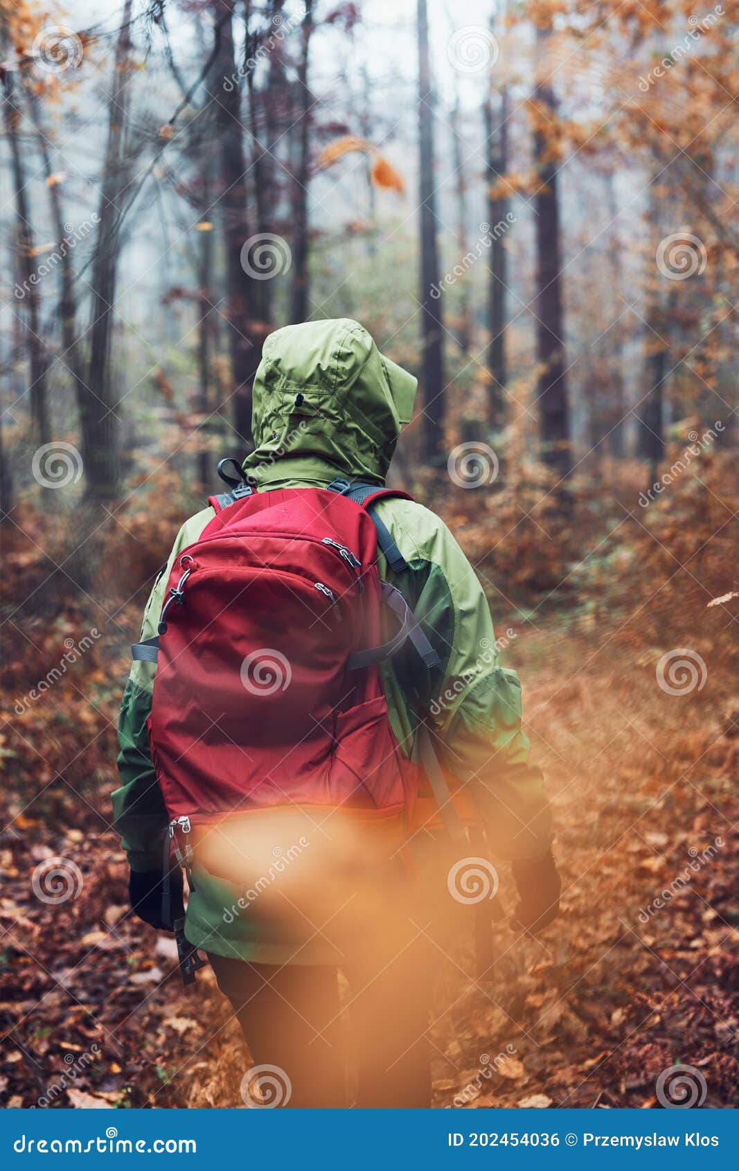 Woman with Backpack Wandering Around a Forest on Autumn Cold Day Stock ...