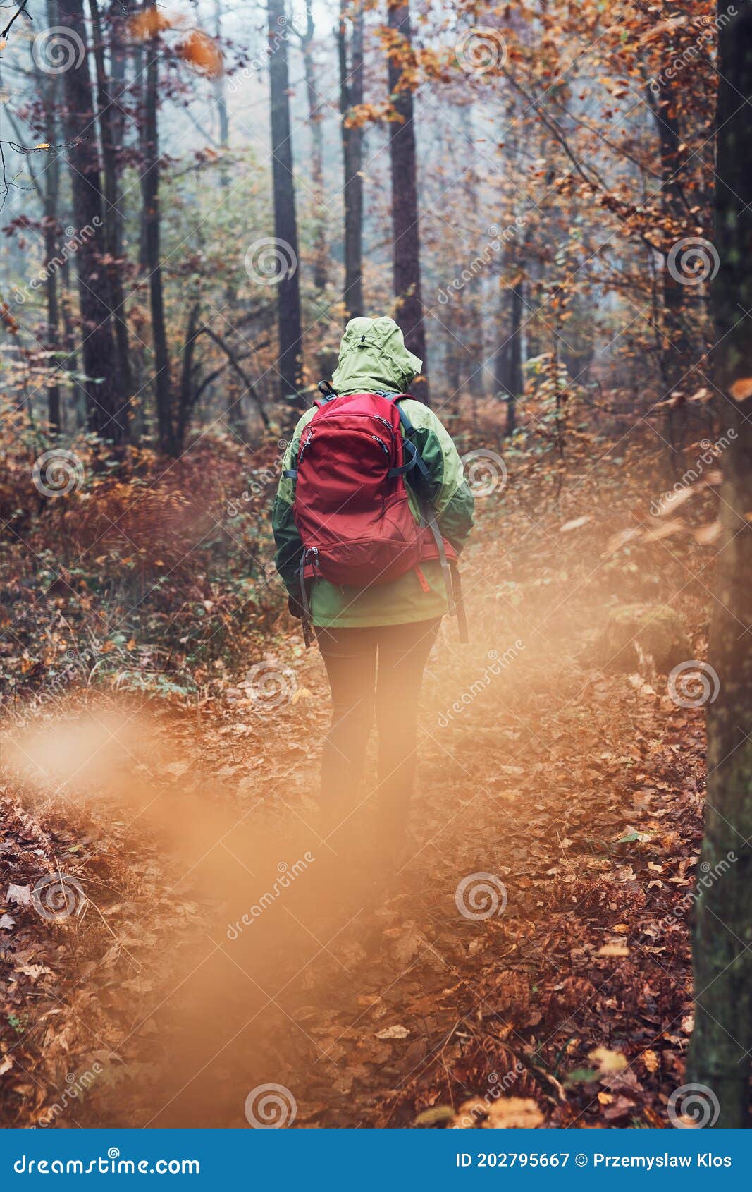 Woman with Backpack Wandering Around a Forest on Autumn Cold Day Stock ...