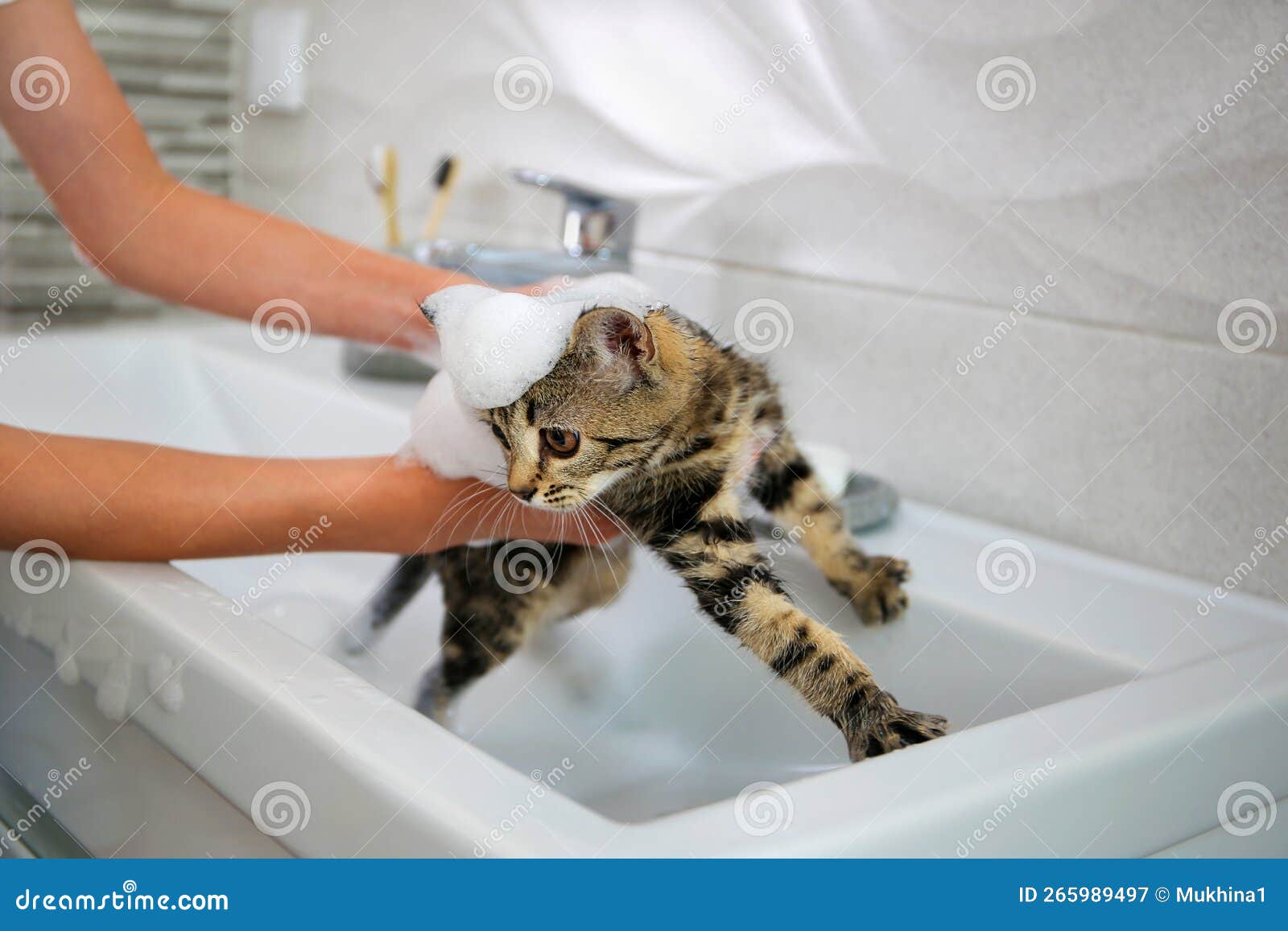 A Woman Bathes a Cat in the Sink Stock Image - Image of breed ...