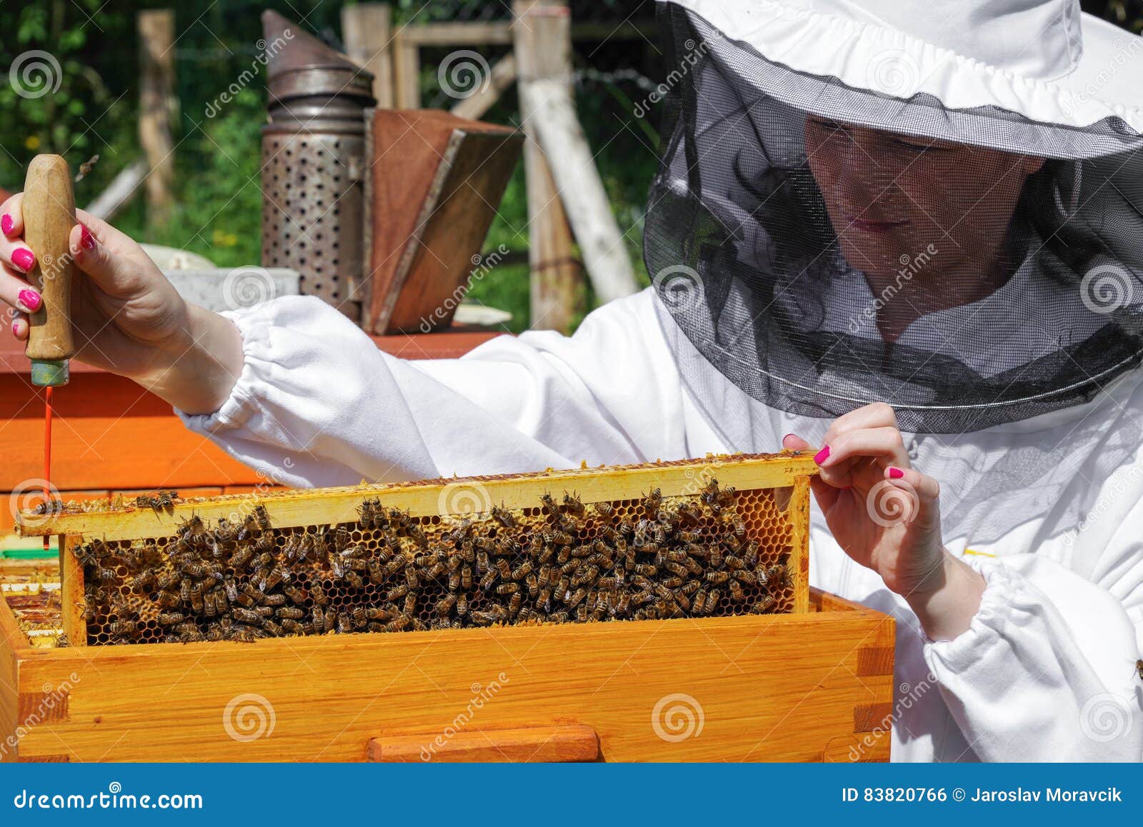 Woman beekeeper with bees stock photo. Image of bees - 83820766