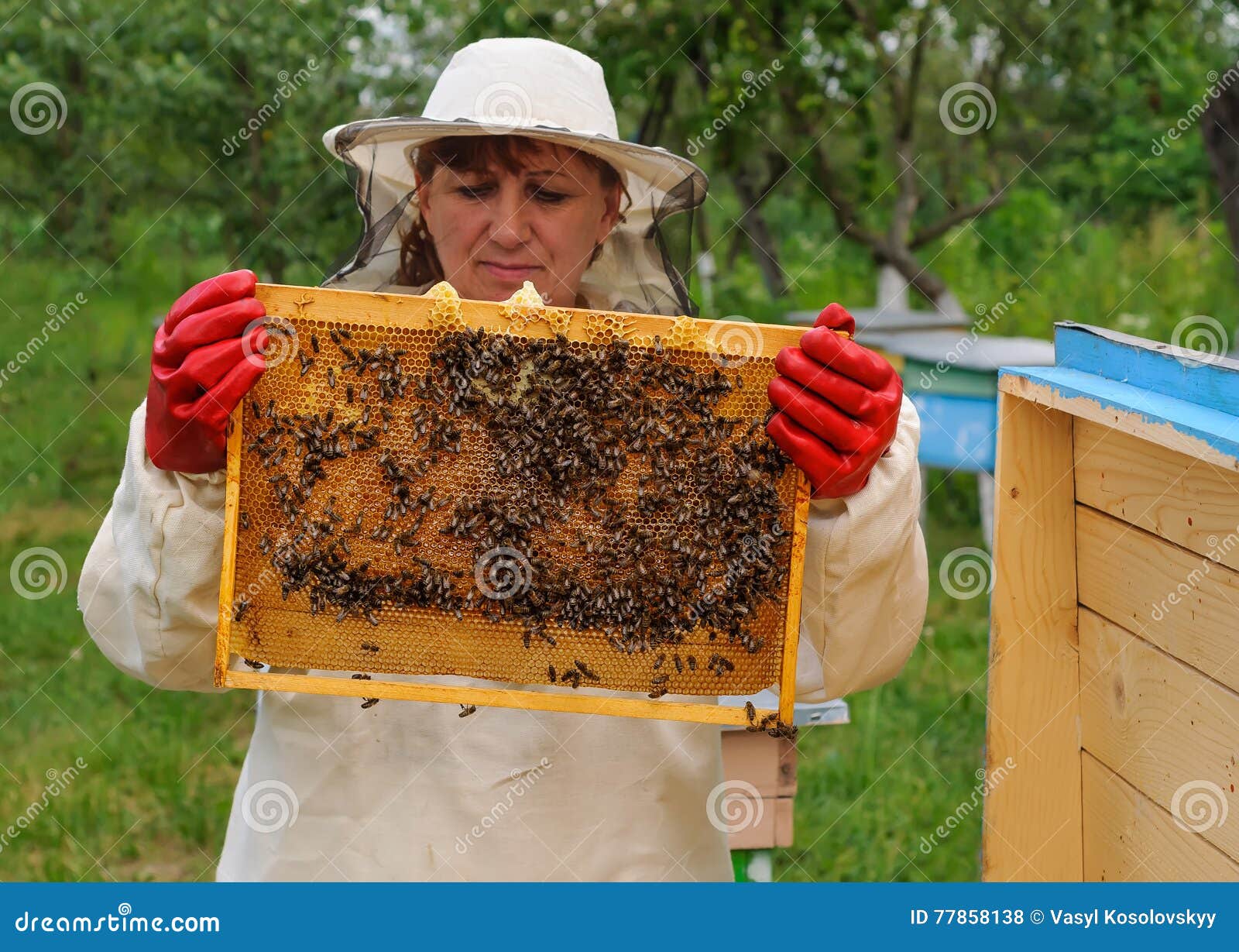 One Woman Beekeeper Checking The Honeycomb Of A Beehive Royalty-Free ...