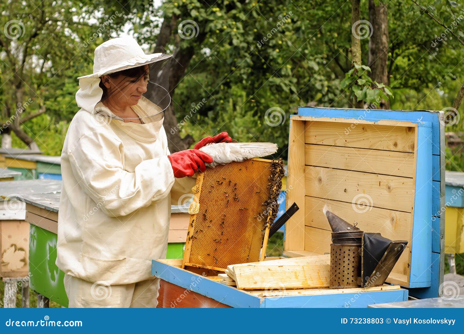 Woman Beekeeper Looks after Bees Stock Image - Image of beehive ...