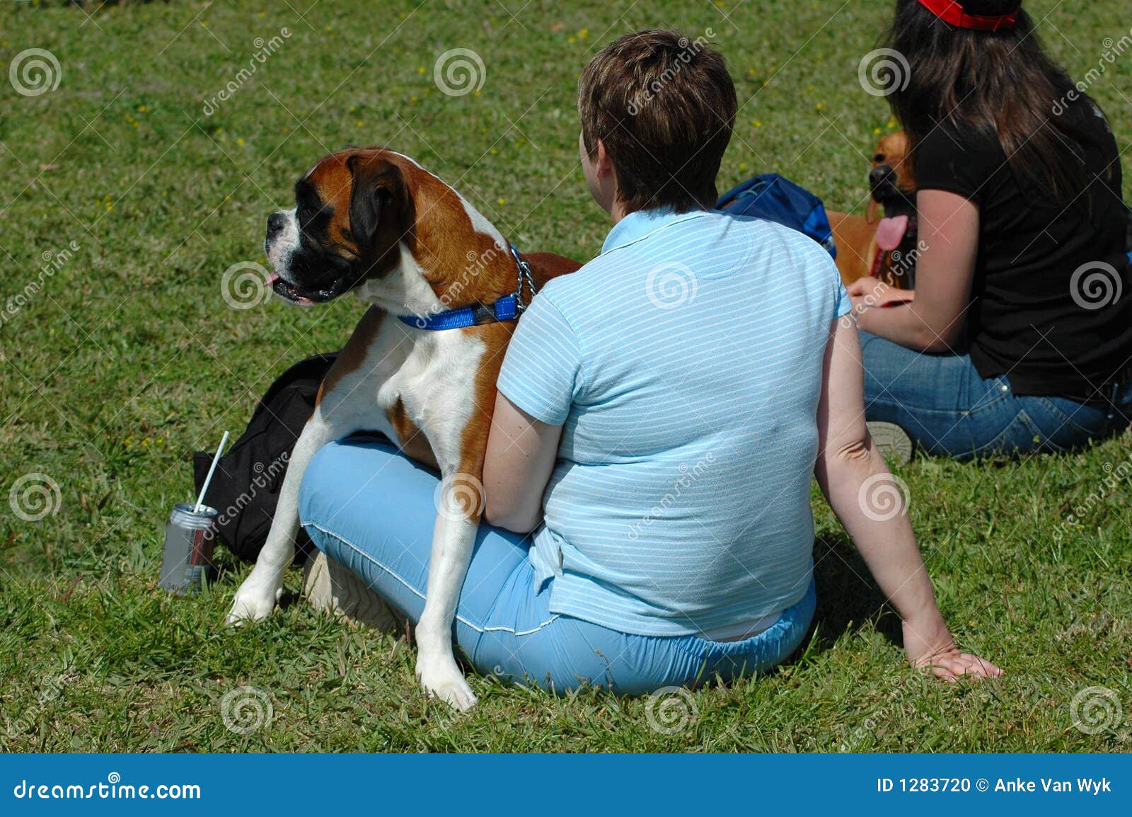 Woman and boxer dog stock photo. Image of field, summertime - 1283720