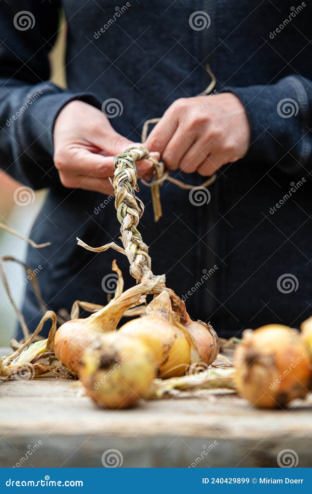 Woman is Braiding Fresh Onions, Ready for Storage and Drying Stock ...