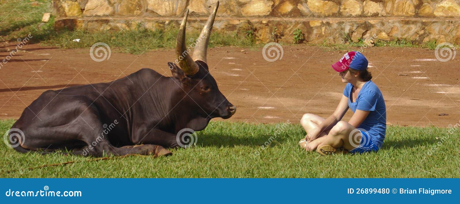 Woman bull face-off editorial image. Image of rwanda - 26899480