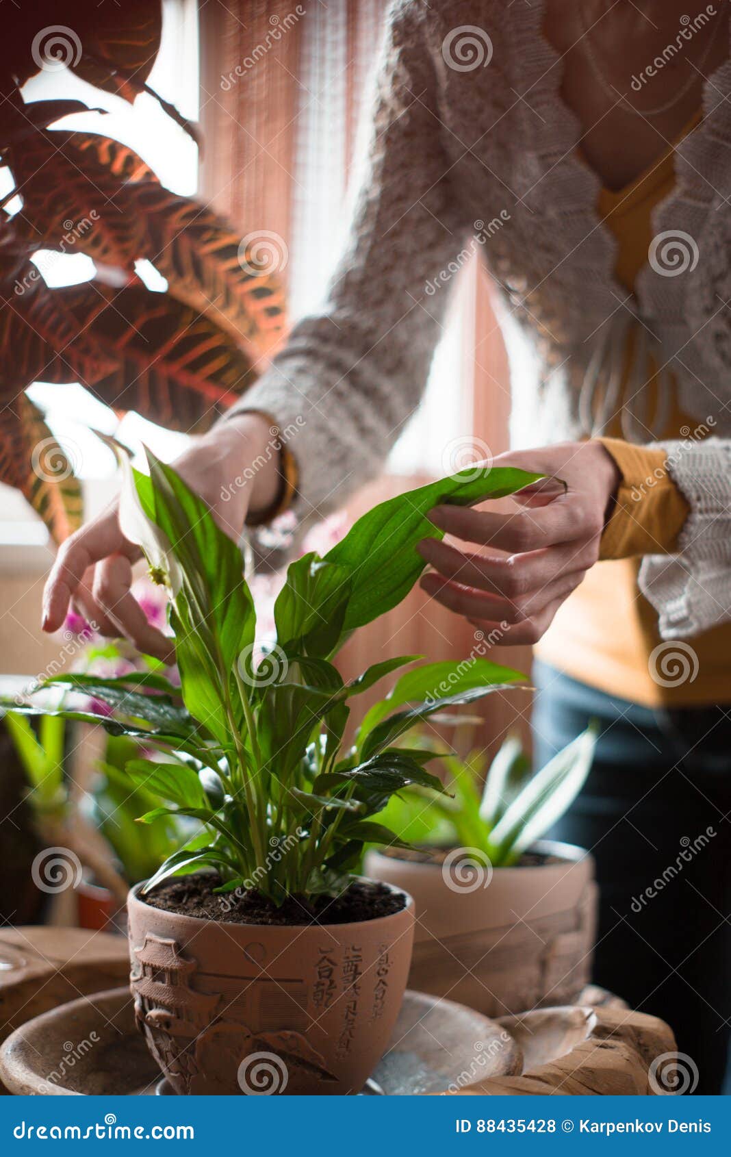 The Woman Caring for House Plants Stock Photo - Image of home, vertical ...