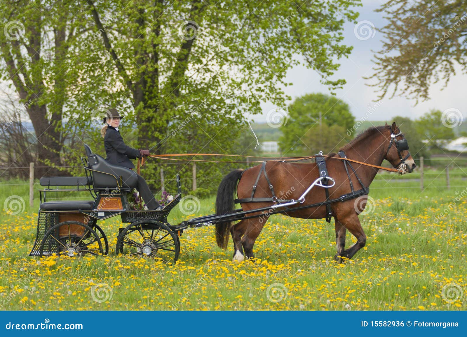 Woman on carriage stock photo. Image of carriage, coachwoman - 15582936