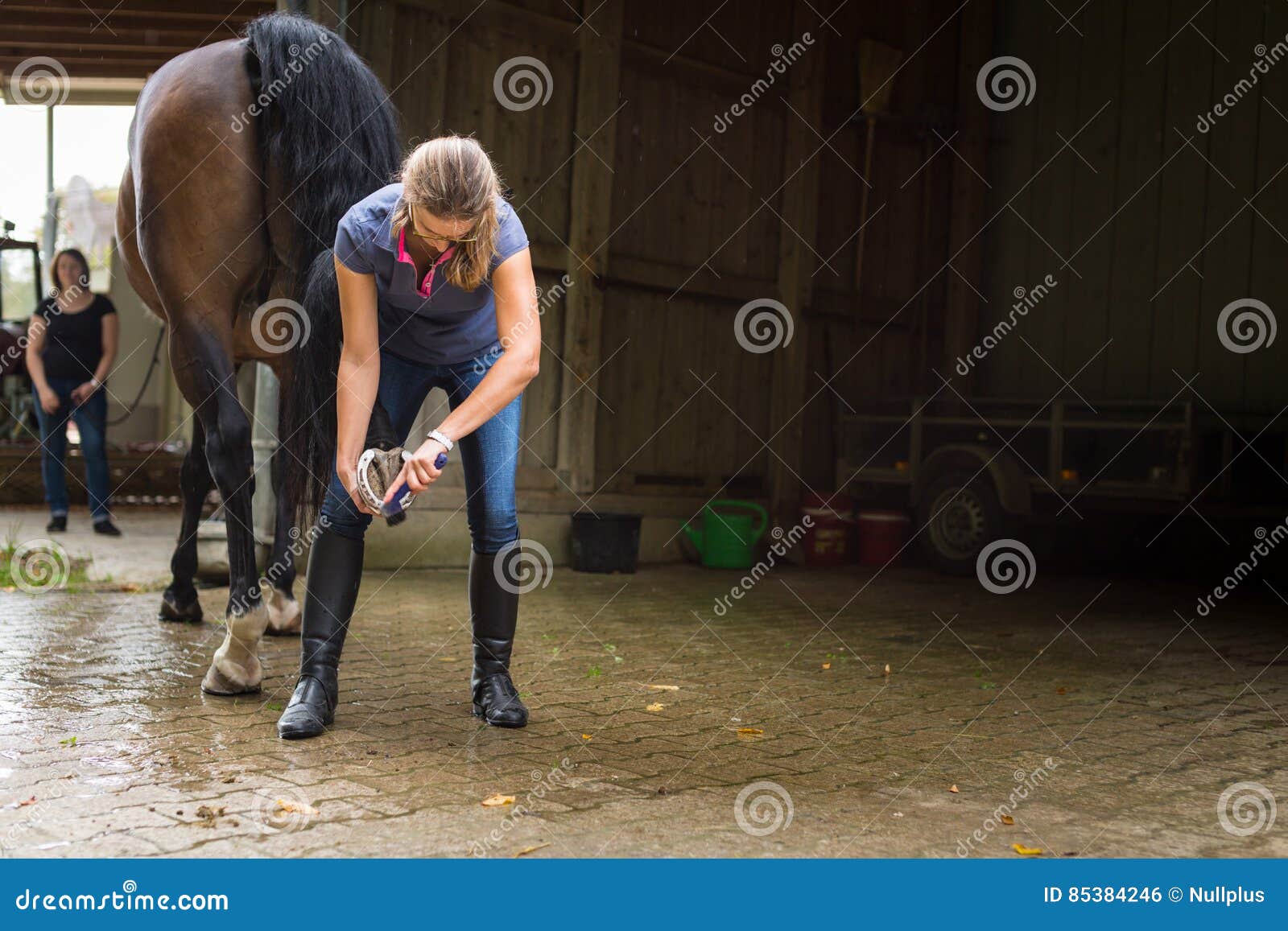 Woman Checking Horse`s Hooves Stock Photo - Image of woman, barn: 85384246