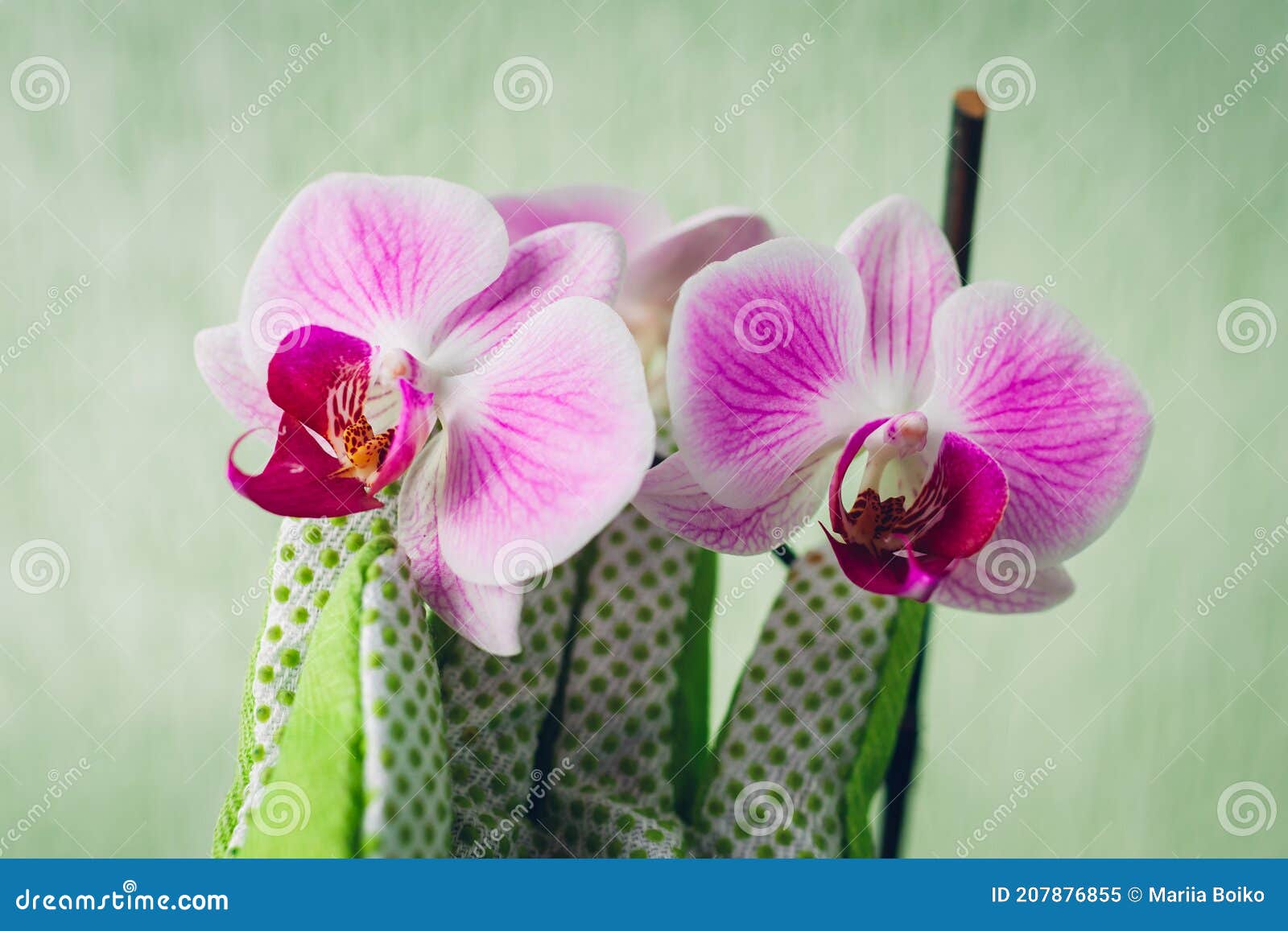 Woman Checking Pink Orchid Flowers Gardener Taking Care Of Home Plants