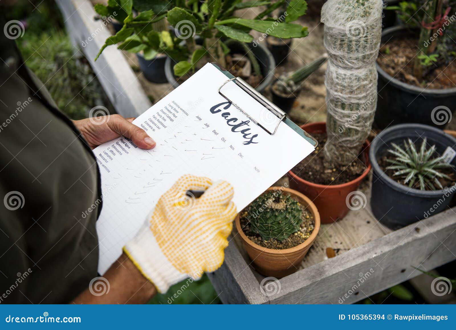 Woman Checking Plants and Trees Stock Photo - Image of decorate, girl ...