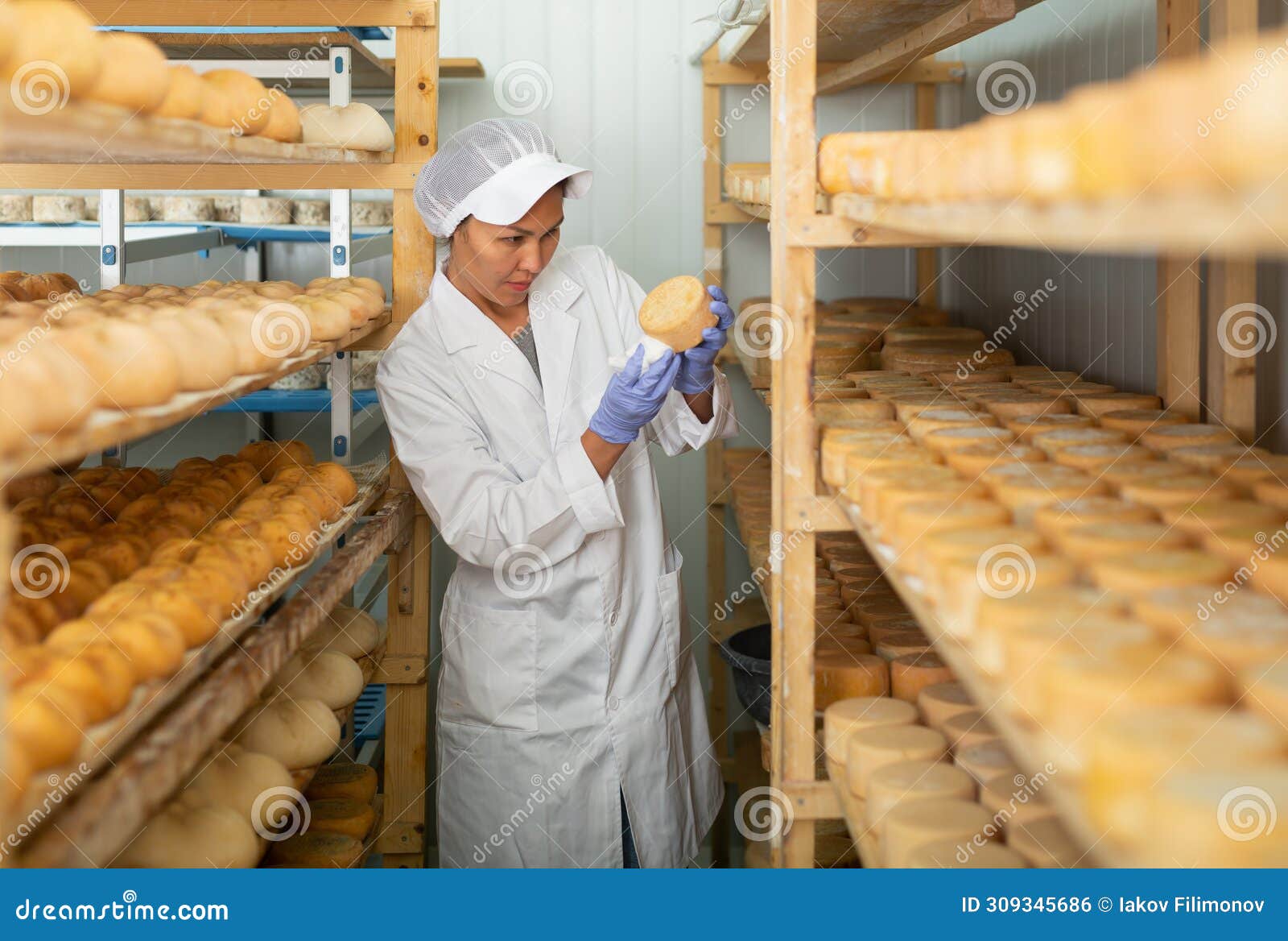 Woman Cheesemaker Checking Aging Process of Cheese in Maturing Chamber ...