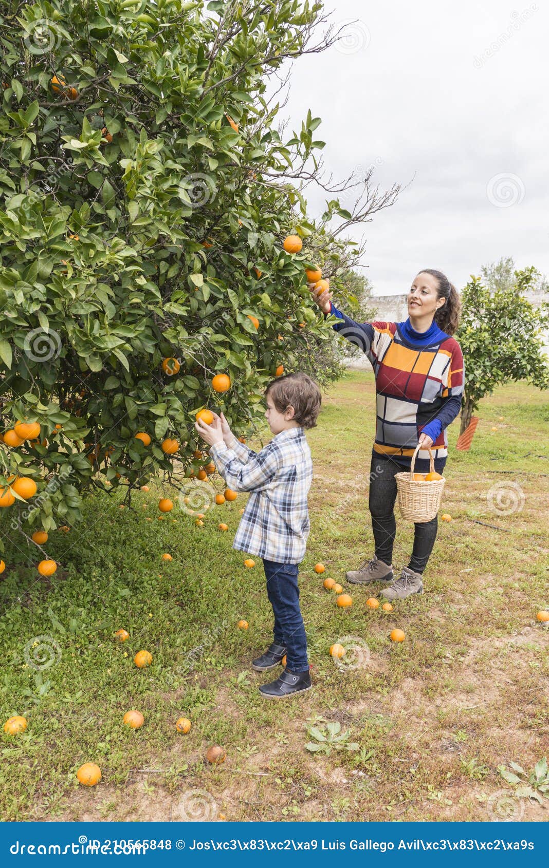 Woman and Child Picking Oranges Stock Photo - Image of green, fresh ...