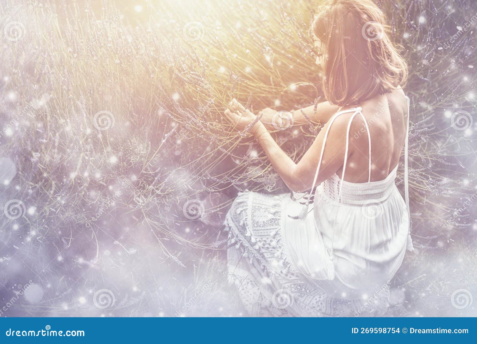 Woman Collect Lavender. Woman in the Lavender Field. Stock Photo ...