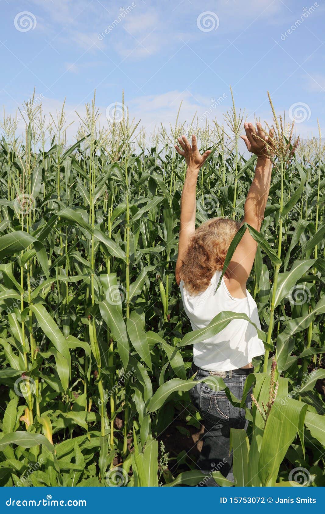Woman in corn. stock photo. Image of field, white, vitality - 15753072