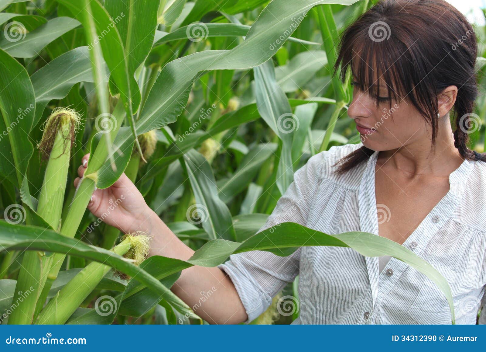 Woman in corn field stock photo. Image of 3035, leaves - 34312390