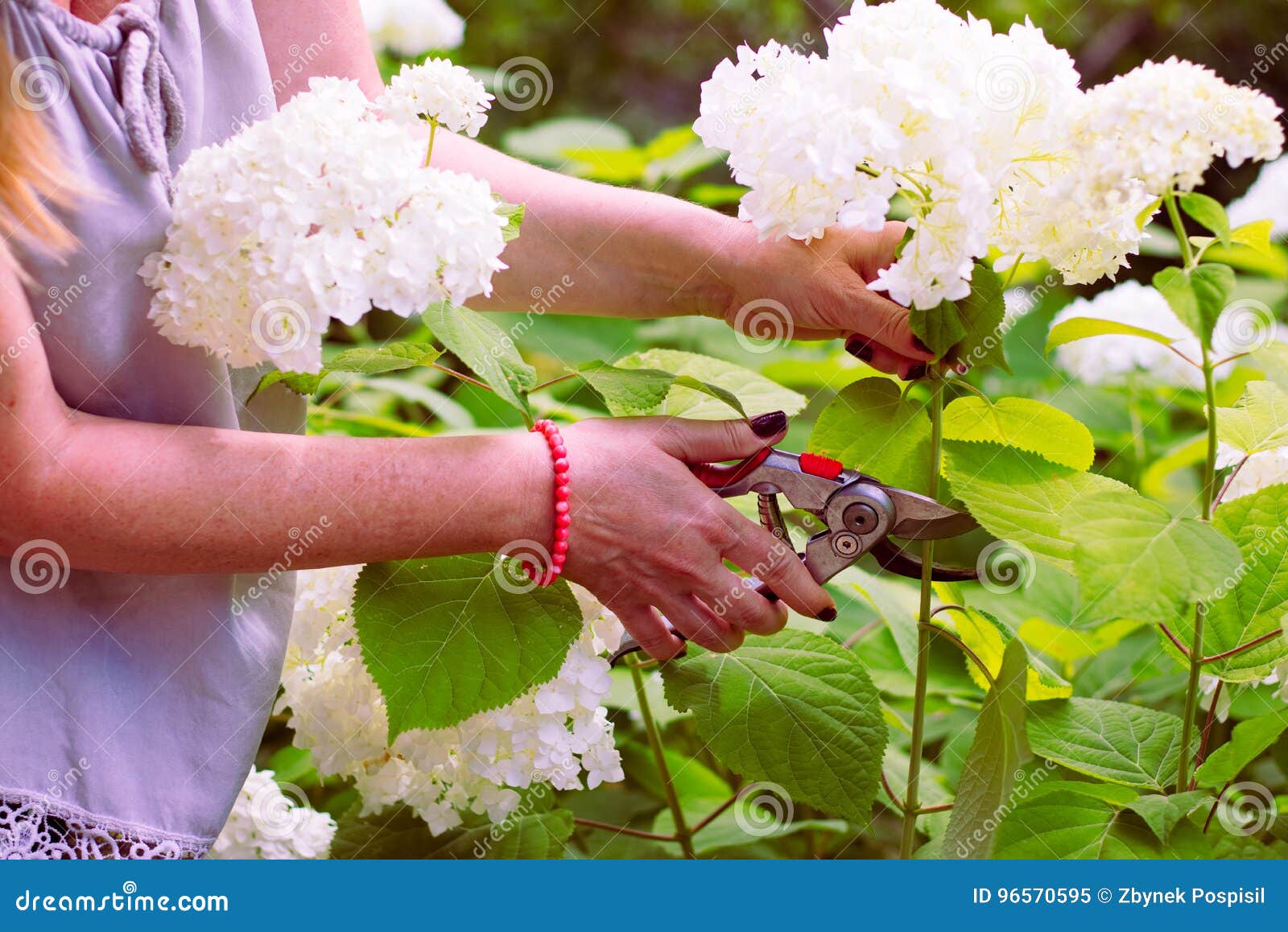 Woman Cut a Bouquet of Flowers White Hydrangeas Stock Image - Image of ...