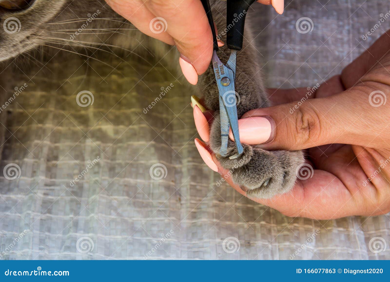 Woman Cut Cat Claws, White Background Stock Image - Image of domestic ...