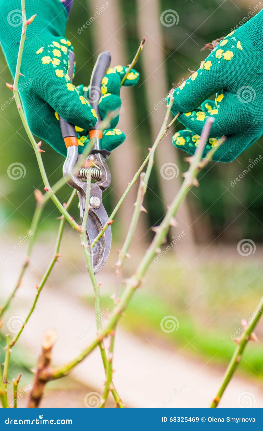 Woman cuts bush stock image. Image of branch, autumn - 68325469